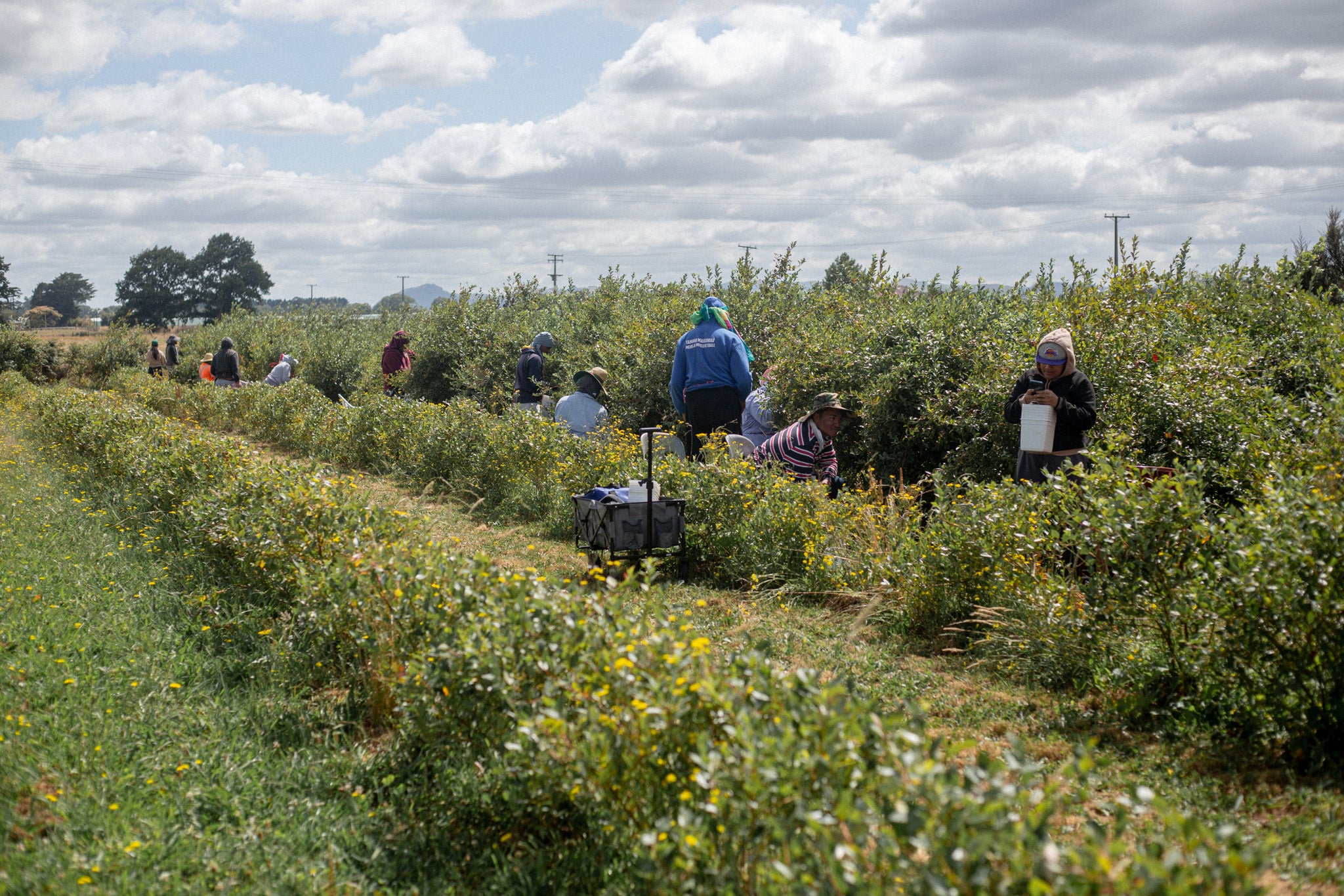 Project Local: Monavale Organic Blueberries – Volare Bread