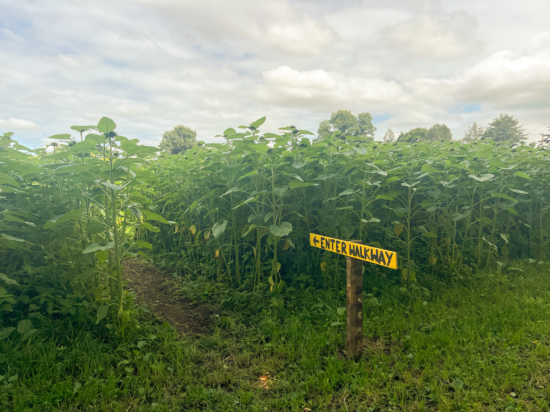 Support Local: Kaipaki Sunflowers – Volare Bread
